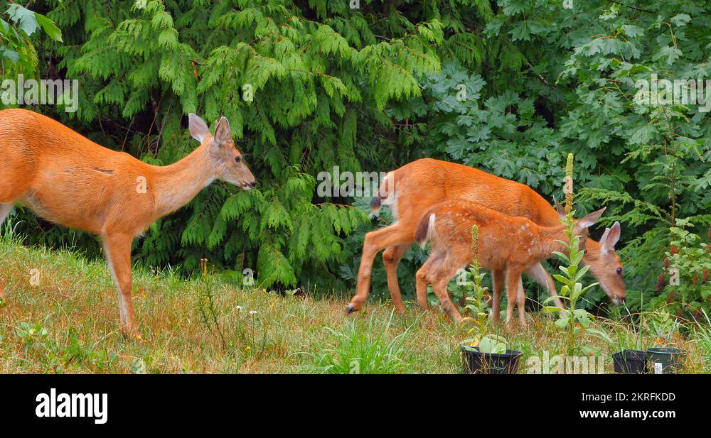 Roe deer doe and fawns Stock Videos & Footage - HD and 4K Video Clips ...