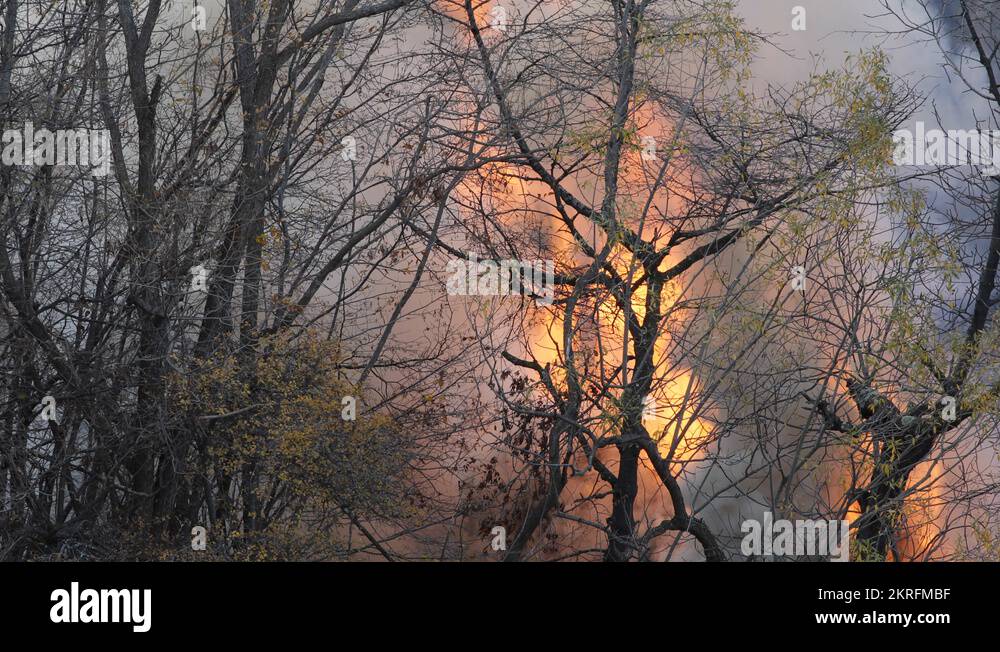 Large Fire Mountain Forest Meadow Thick Smoke Spread Burning Tree ...