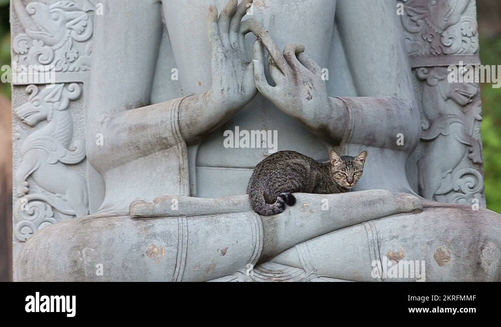 Buddha and cat Stock Videos & Footage - HD and 4K Video Clips - Alamy
