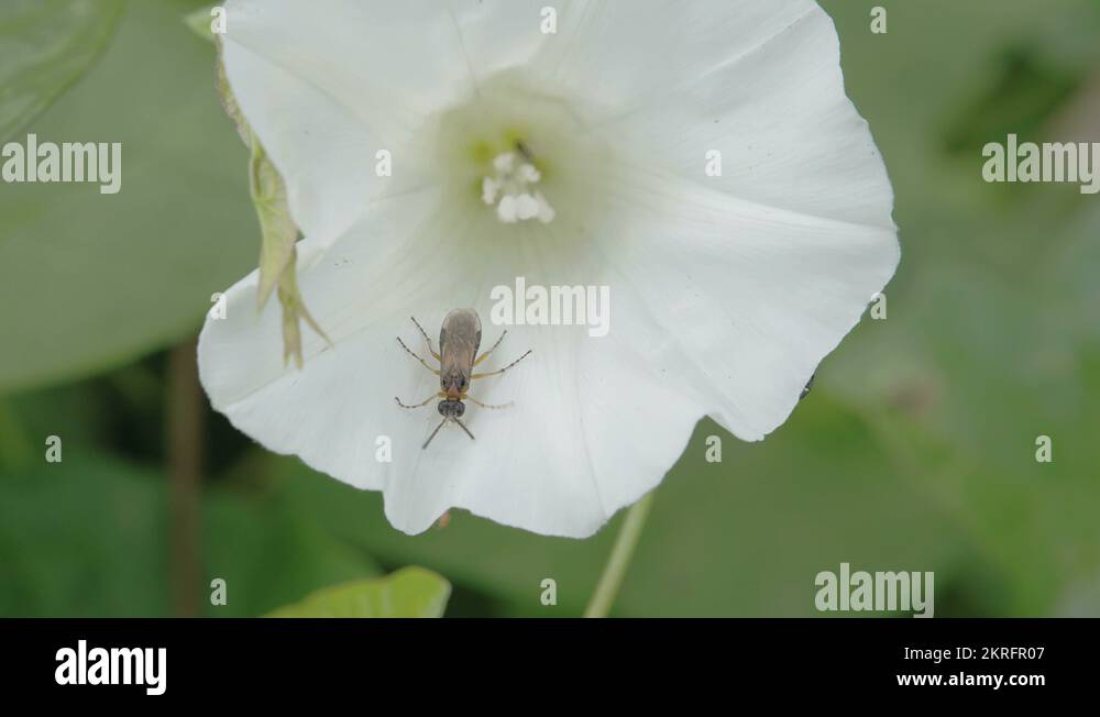White inside out flower Stock Videos & Footage - HD and 4K Video Clips ...