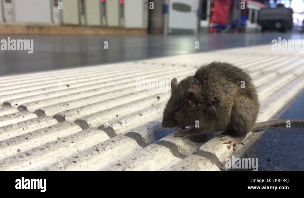 Sick mouse Stock Videos & Footage - HD and 4K Video Clips - Alamy