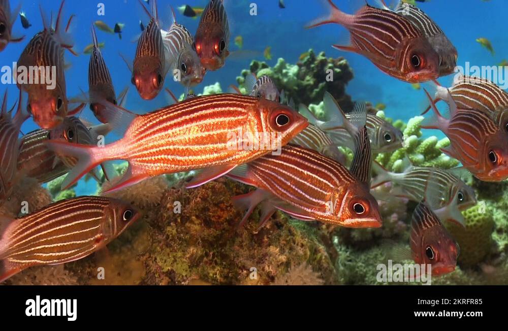 Stripped fish Stock Videos & Footage - HD and 4K Video Clips - Alamy