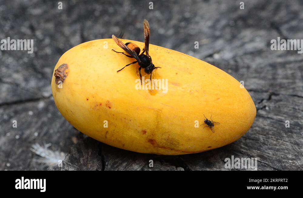 Wasp colors Stock Videos & Footage - HD and 4K Video Clips - Alamy