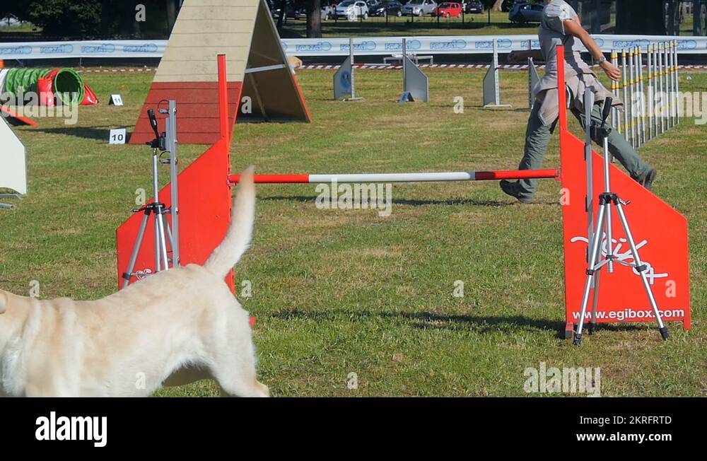 Dog jumping at agility dog show Stock Videos & Footage - HD and 4K ...