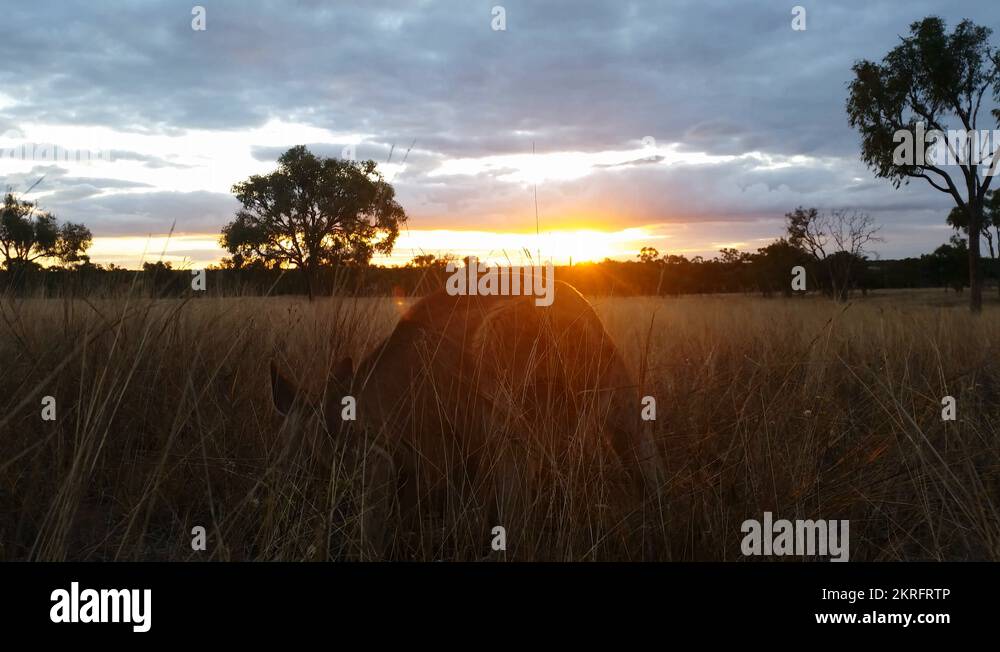 Australian landscape animal Stock Videos & Footage - HD and 4K Video ...