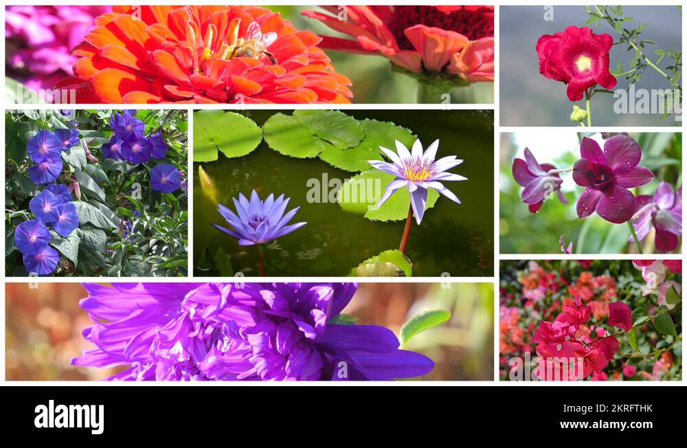 Collage flowers Stock Videos & Footage - HD and 4K Video Clips - Alamy