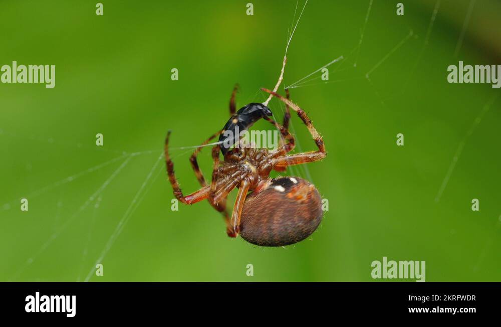 Orbweaver (Neoscona crucifera) Spider and Prey 1 Stock Video Footage - Alamy