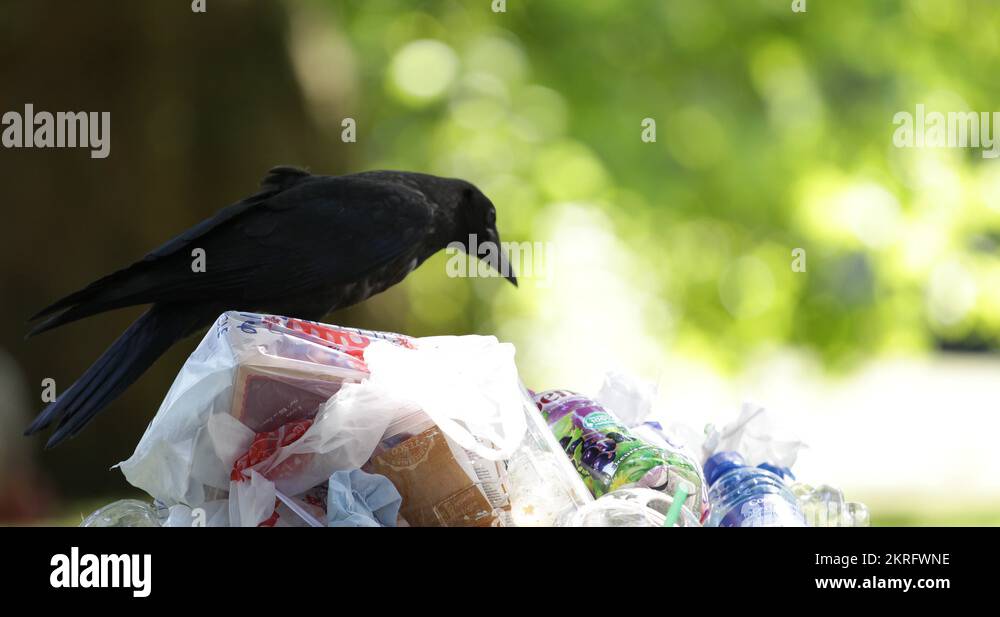 UHD 4K Black Bird Crow Raven Sitting Garbage Bags Trashcan Dumpster ...