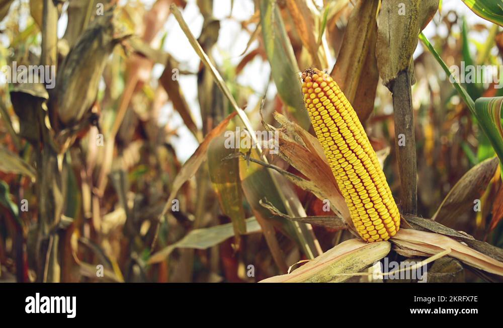 Cob maize Stock Videos & Footage - HD and 4K Video Clips - Alamy
