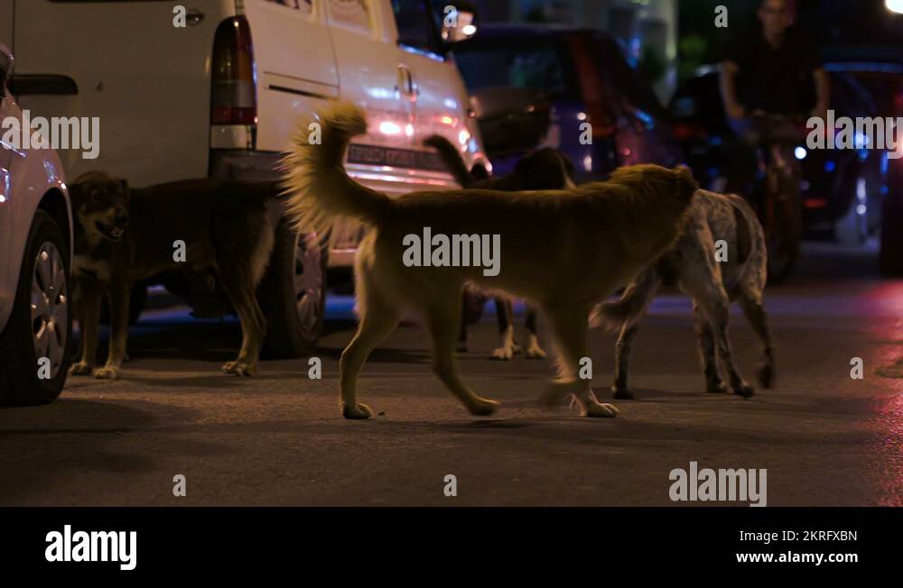 Ownerless dogs Stock Videos & Footage - HD and 4K Video Clips - Alamy