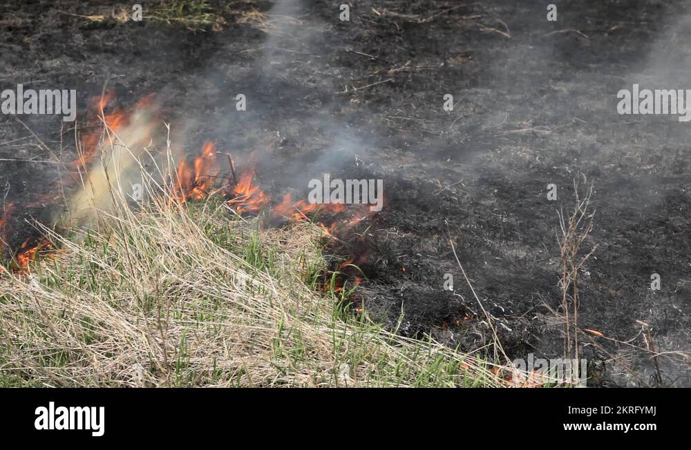 Dangerous Fire In Dry Agriculture Field in Drought Season, Hot Summer ...
