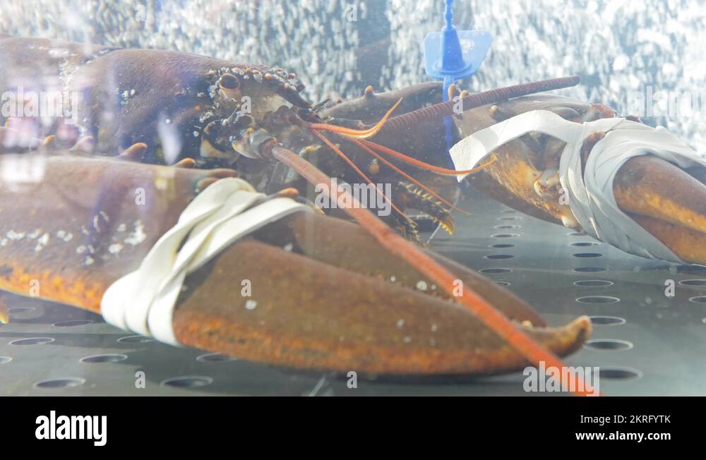 Lobster in tank Stock Videos & Footage - HD and 4K Video Clips - Alamy