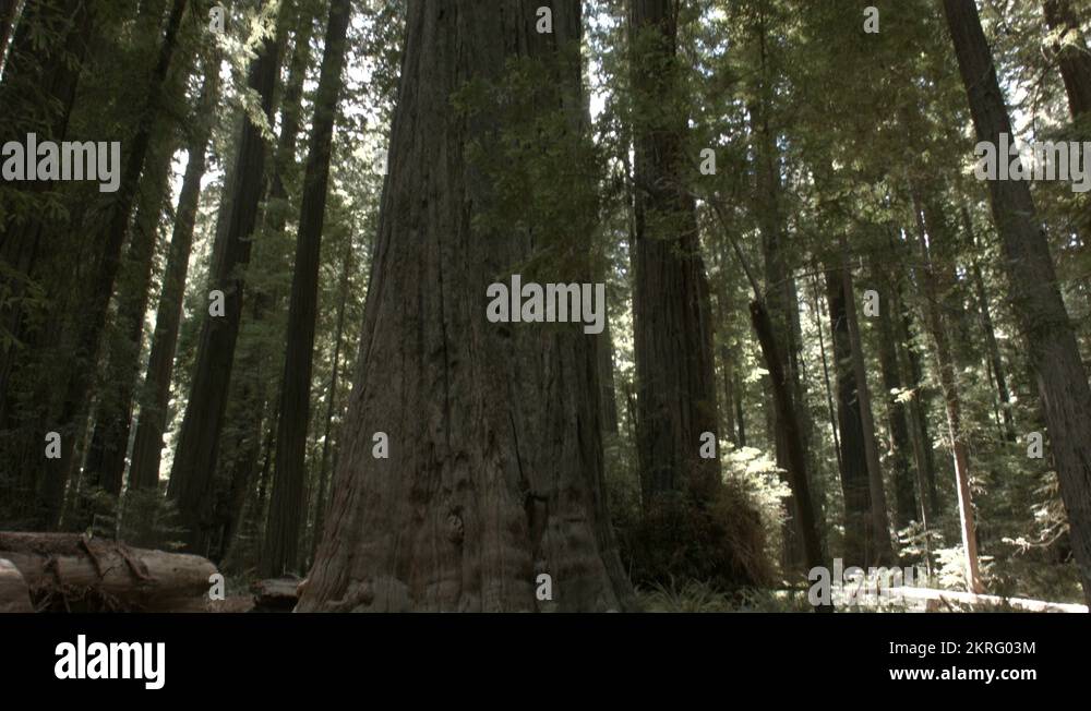 Founders tree Stock Videos & Footage - HD and 4K Video Clips - Alamy