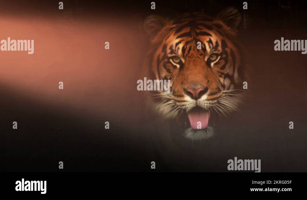 Dramatic effects Stock Videos & Footage - HD and 4K Video Clips - Alamy