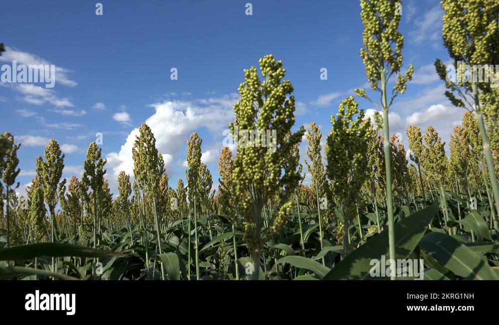 Sorghum seed Stock Videos & Footage - HD and 4K Video Clips - Alamy