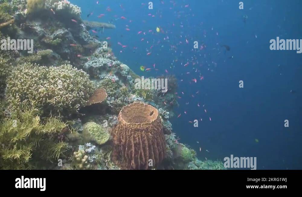 Sponge corals Stock Videos & Footage - HD and 4K Video Clips - Alamy