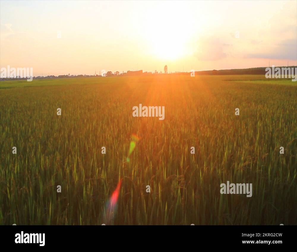 Sunset on field Stock Videos & Footage - HD and 4K Video Clips - Alamy