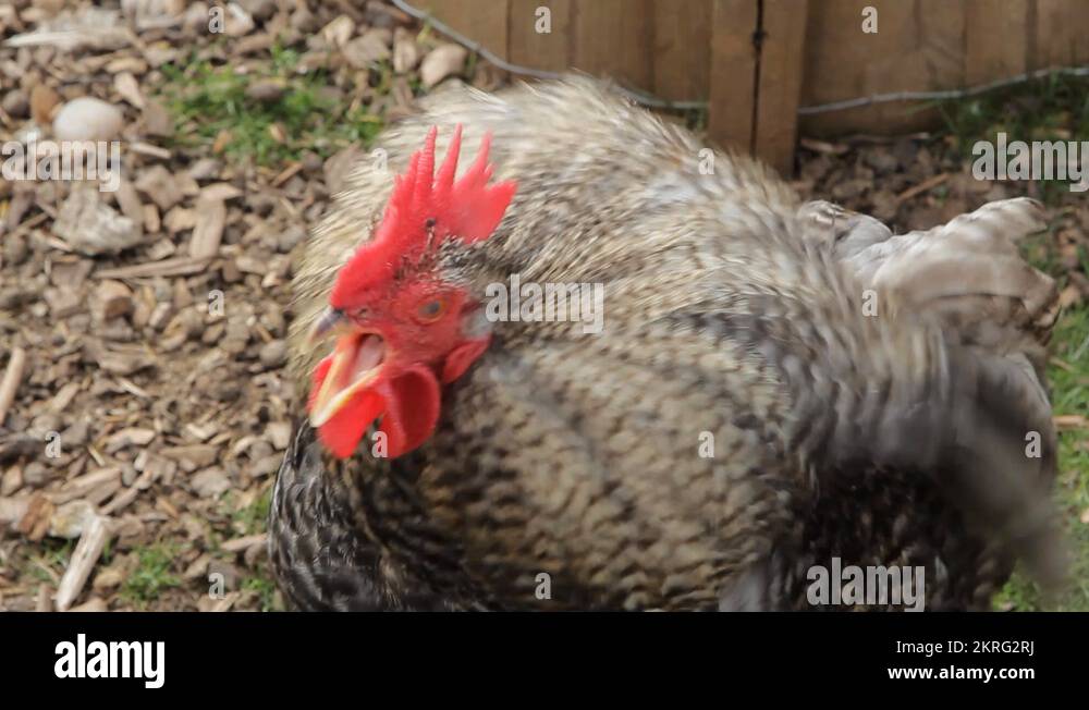 Hen on a farm Stock Videos & Footage - HD and 4K Video Clips - Alamy