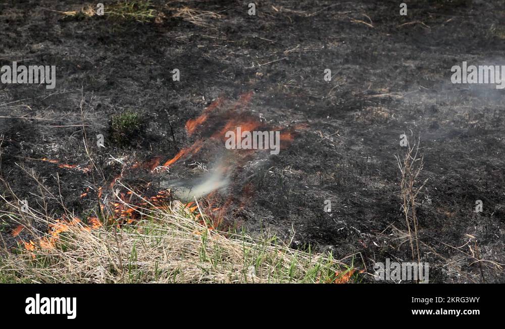 Dangerous Fire In Dry Agriculture Field in Drought Season, Hot Summer ...