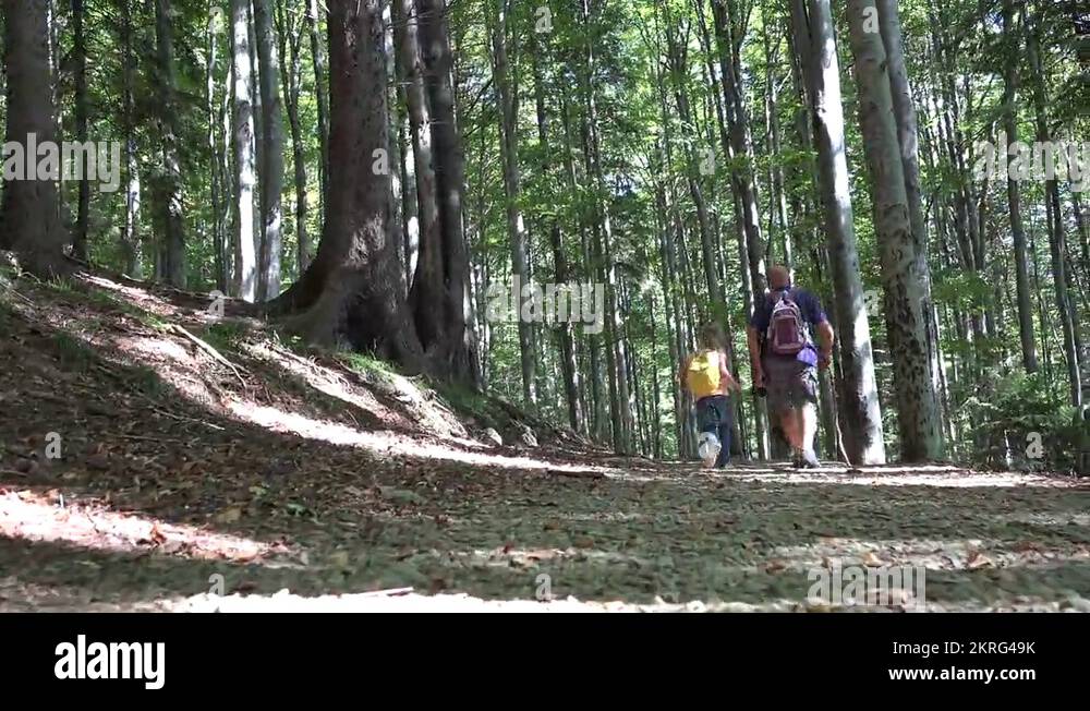 Father, Child Walking Mountain Trail, Paths, Family Hiking in Forest ...