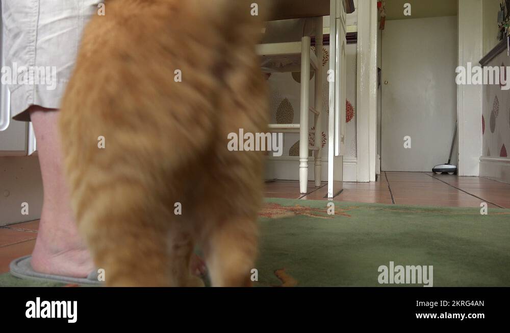 Ginger cat legs Stock Videos & Footage - HD and 4K Video Clips - Alamy