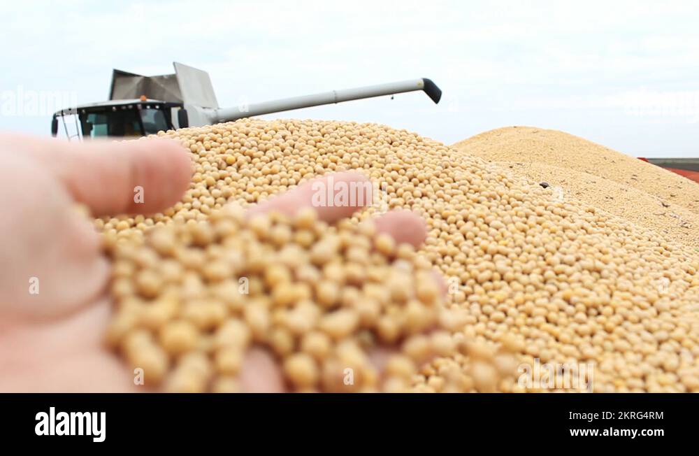 Soybean combine after harvest loading in the tractor soya Stock Video ...