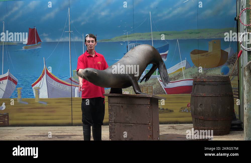 Flipper flippers Stock Videos & Footage - HD and 4K Video Clips - Alamy
