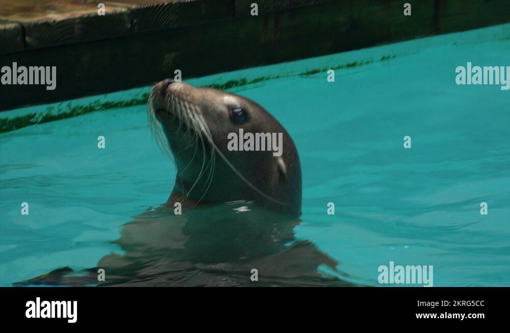 Captive lion Stock Videos & Footage - HD and 4K Video Clips - Alamy