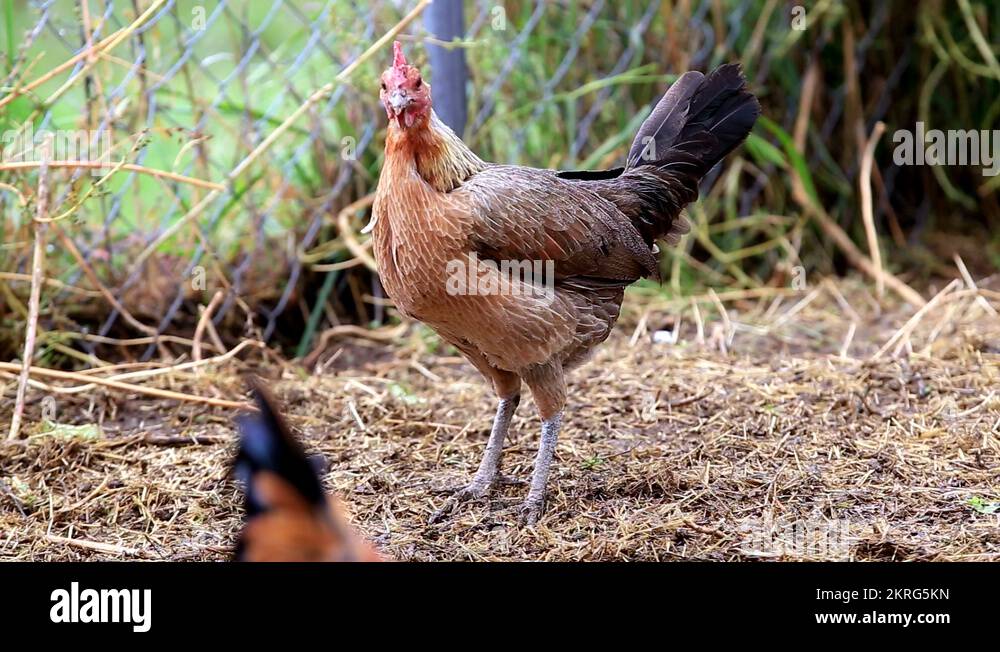 Chicken standing not people Stock Videos & Footage - HD and 4K Video ...