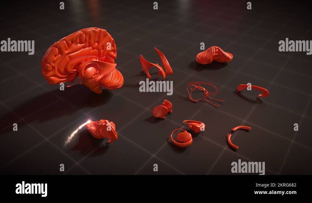 Spinal anatomy Stock Videos & Footage - HD and 4K Video Clips - Alamy