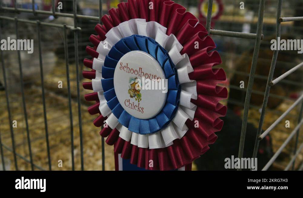 First prize blue ribbon Stock Videos & Footage - HD and 4K Video Clips ...