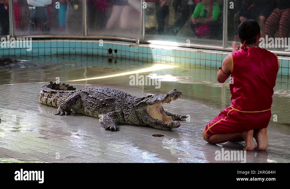 Crocodile hunter show Stock Videos & Footage - HD and 4K Video Clips ...