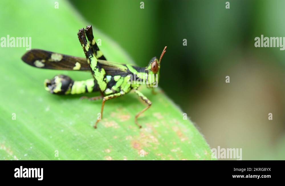Grasshopper in green nature Stock Videos & Footage - HD and 4K Video ...