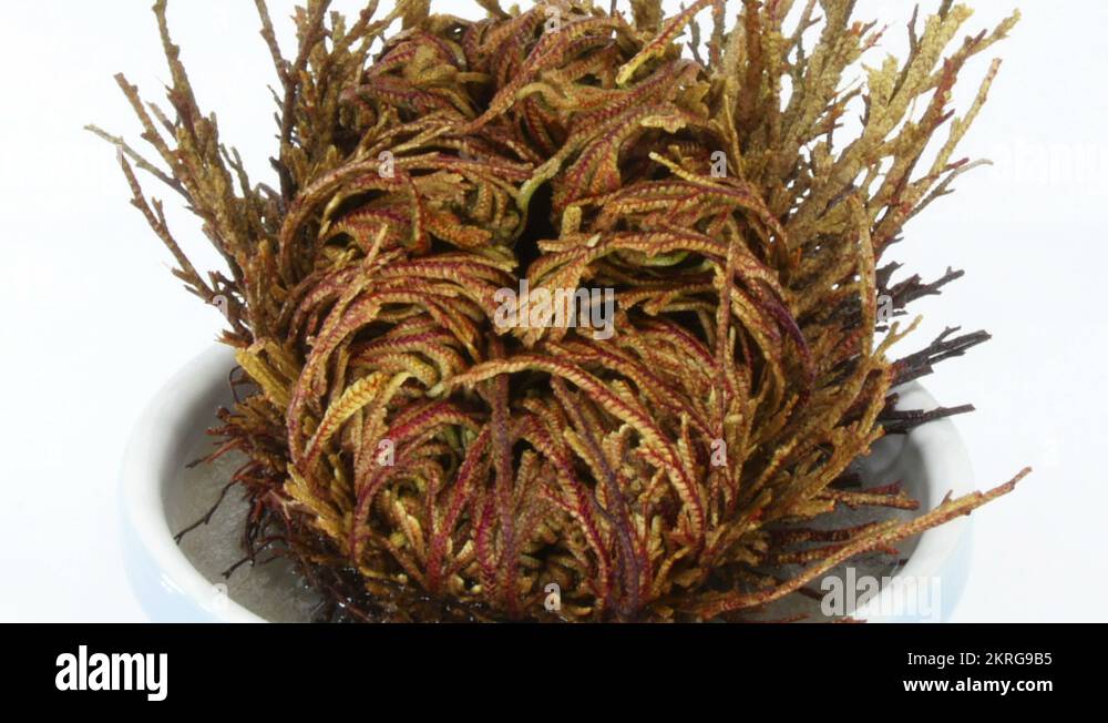 Resurrection plant Stock Videos & Footage - HD and 4K Video Clips - Alamy