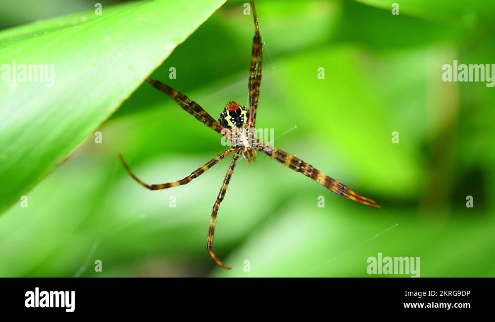 Spider list Stock Videos & Footage - HD and 4K Video Clips - Alamy