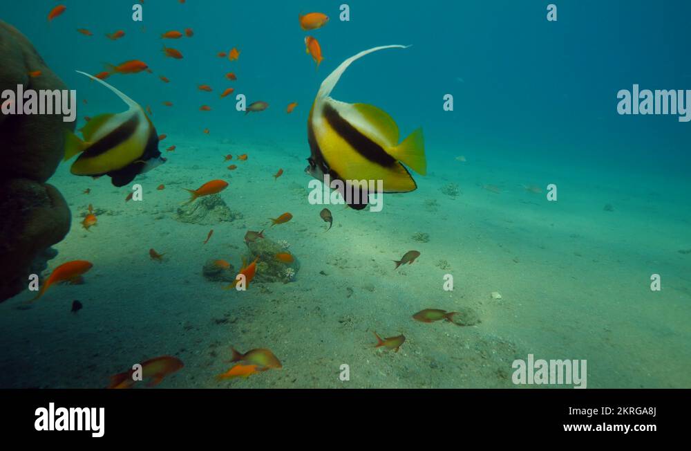 False fish Stock Videos & Footage - HD and 4K Video Clips - Alamy