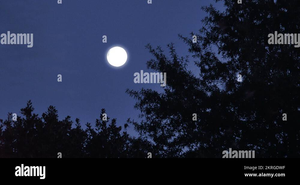 Moon light tree lighting Stock Videos & Footage - HD and 4K Video Clips ...