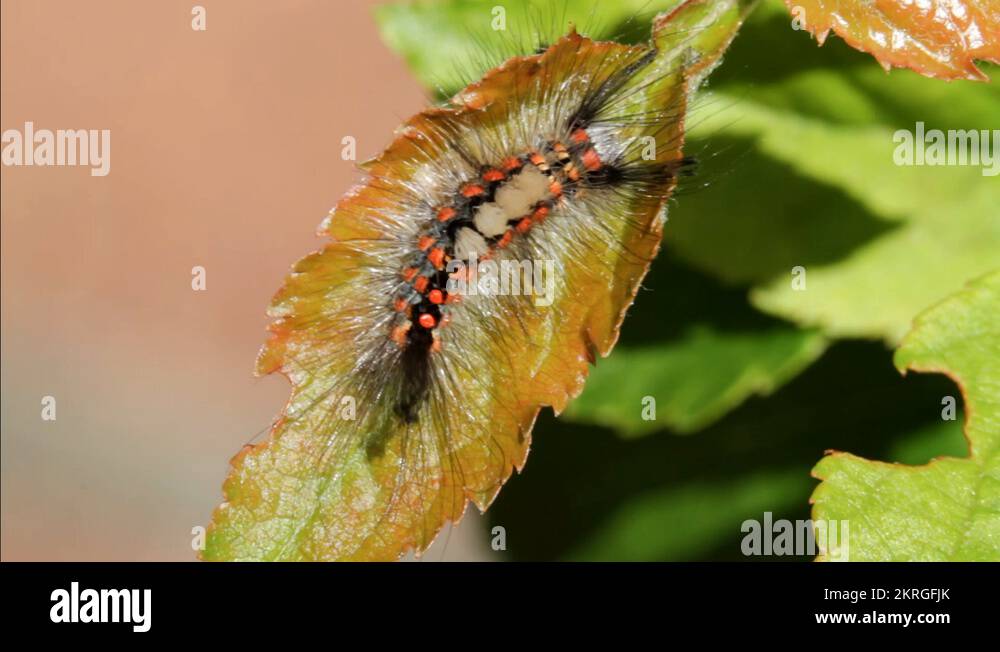 Caterpillar rusty tussock moth Stock Videos & Footage - HD and 4K Video ...