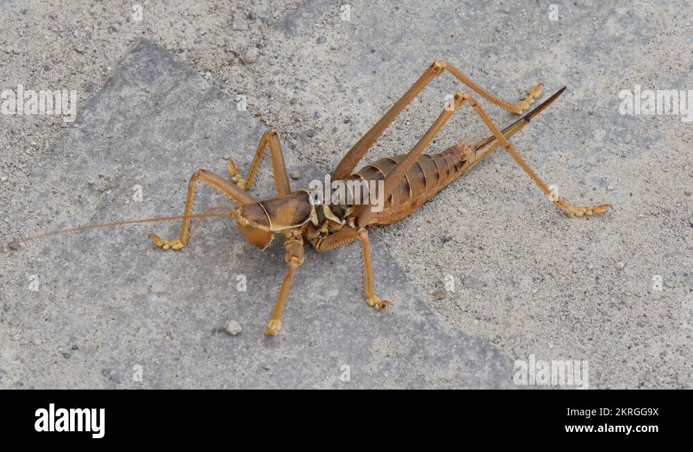 Orthoptera Stock Videos & Footage - HD and 4K Video Clips - Alamy