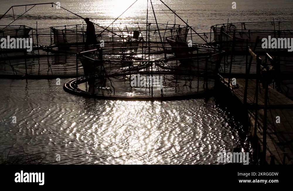 Fishfarm cages Stock Videos & Footage - HD and 4K Video Clips - Alamy