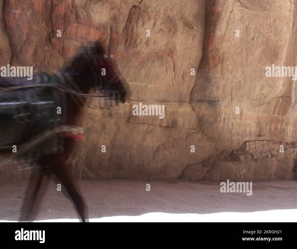 Neolithic horse Stock Videos & Footage - HD and 4K Video Clips - Alamy