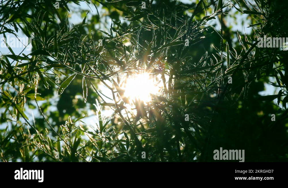 Bright sun shines through tree Stock Videos & Footage - HD and 4K Video ...