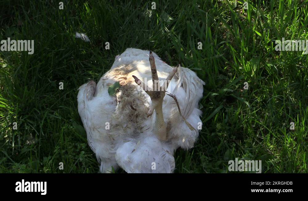 Dead farm animal Stock Videos & Footage - HD and 4K Video Clips - Alamy