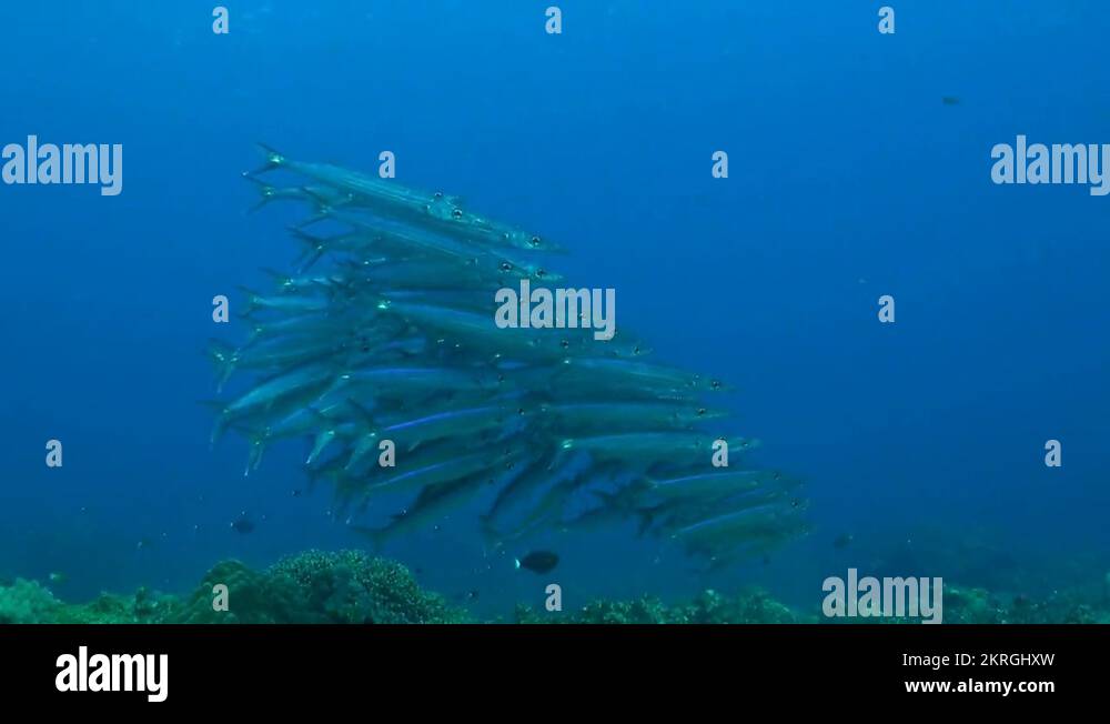 Barracudas Stock Videos & Footage - HD and 4K Video Clips - Alamy