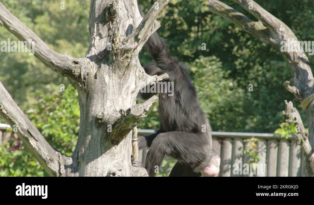 Chimpanzee hanging on tree Stock Videos & Footage - HD and 4K Video ...