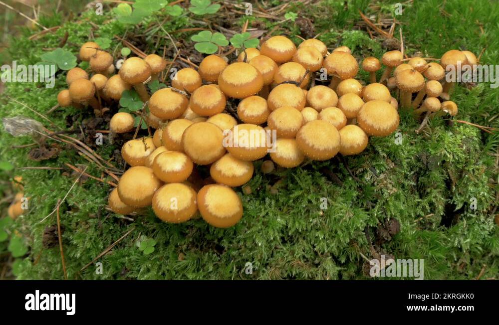 Colored fungi Stock Videos & Footage - HD and 4K Video Clips - Alamy