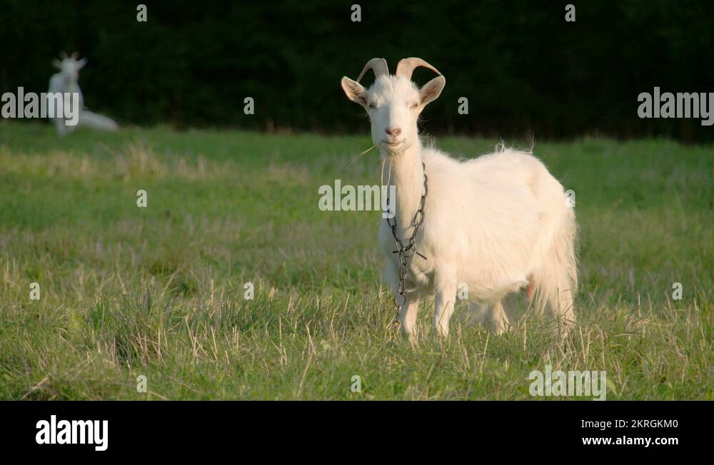 Goat on chain Stock Videos & Footage - HD and 4K Video Clips - Alamy