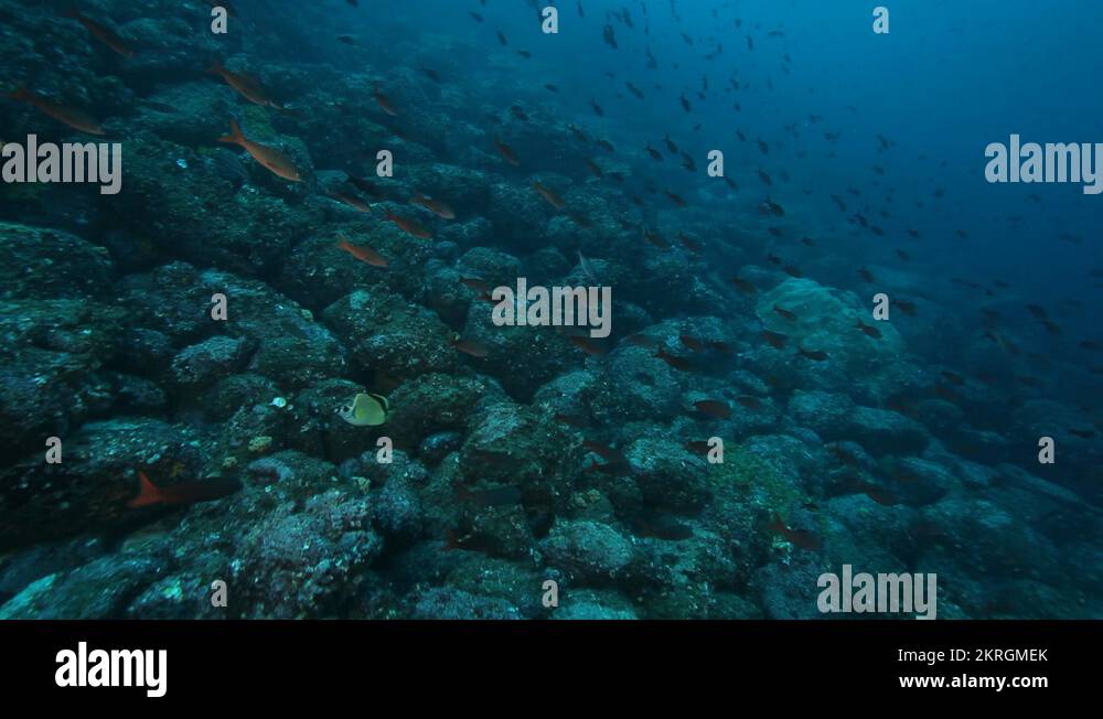 Coral reef wall Stock Videos & Footage - HD and 4K Video Clips - Alamy