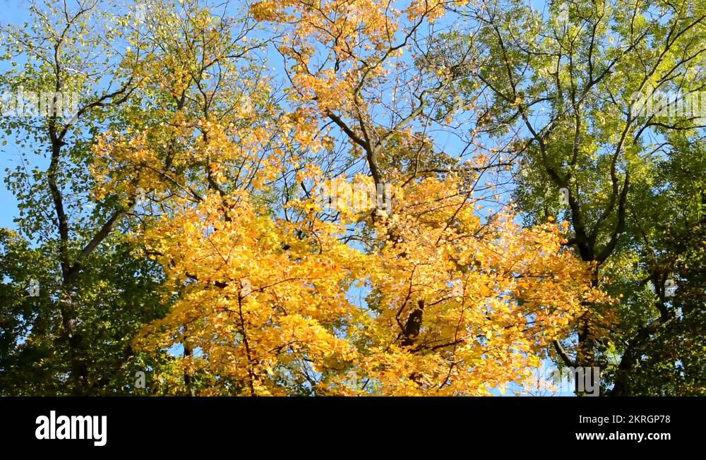 Autumn forest park trees treetop Stock Videos & Footage - HD and 4K ...