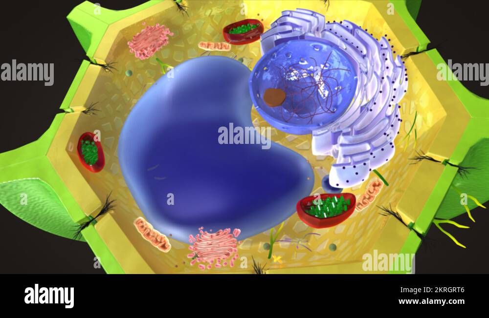Golgi anatomy Stock Videos & Footage - HD and 4K Video Clips - Alamy